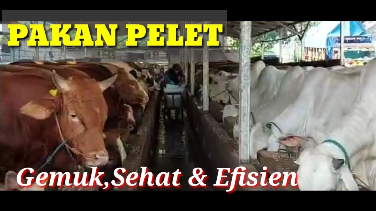 PAKAN PELET. SAPI GEMUK,SEHAT DAN EFISIEN. #GumilangFarm - YouTube