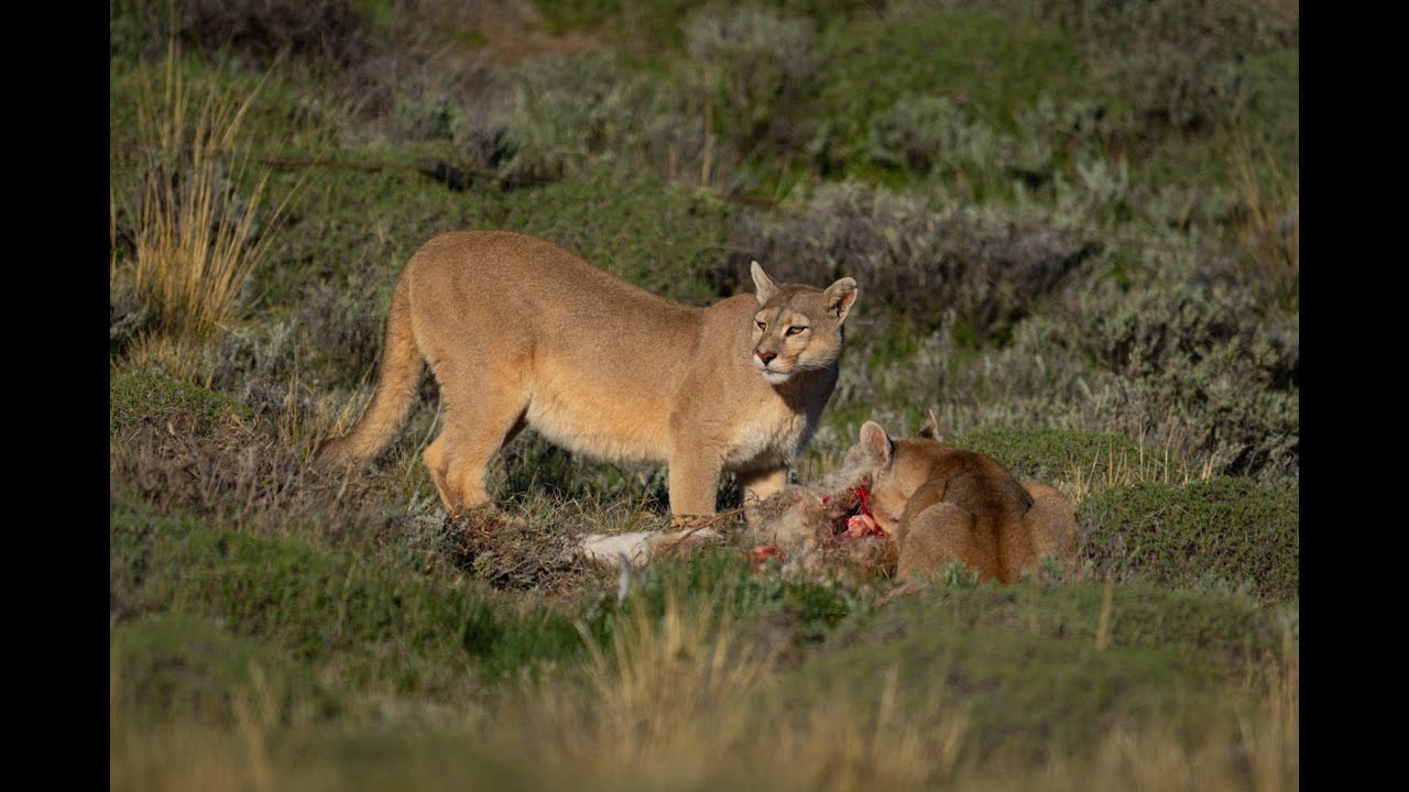 Puma lies feeding on guanaco beside another - YouTube