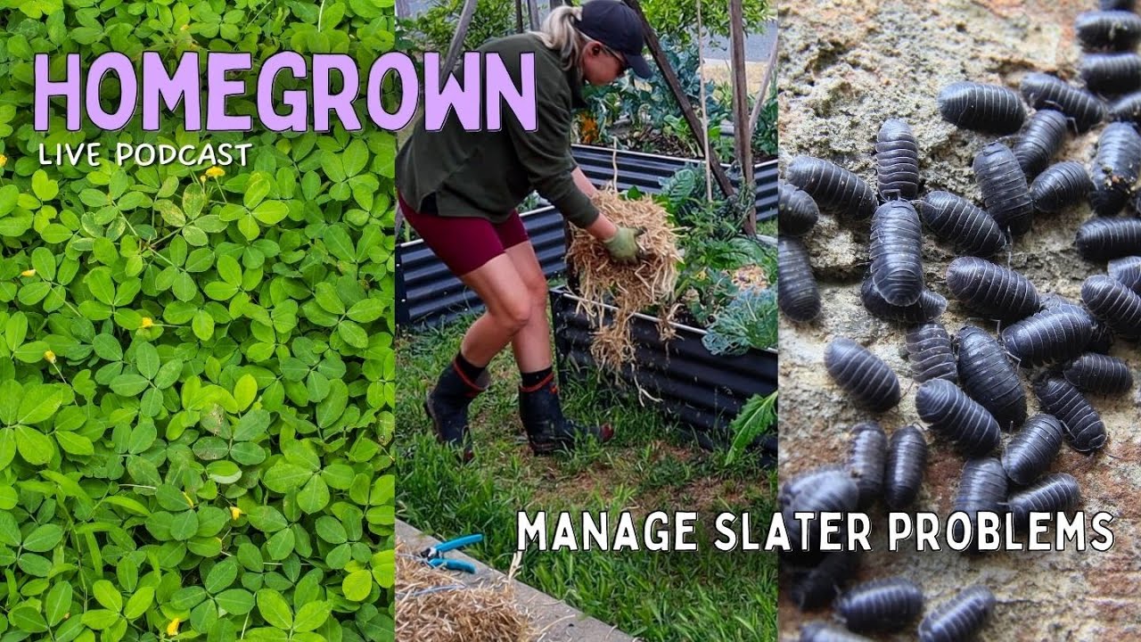 Cover Crops, Mulching & How to Grow with Slater/Woodlice/Pill Bugs in ...