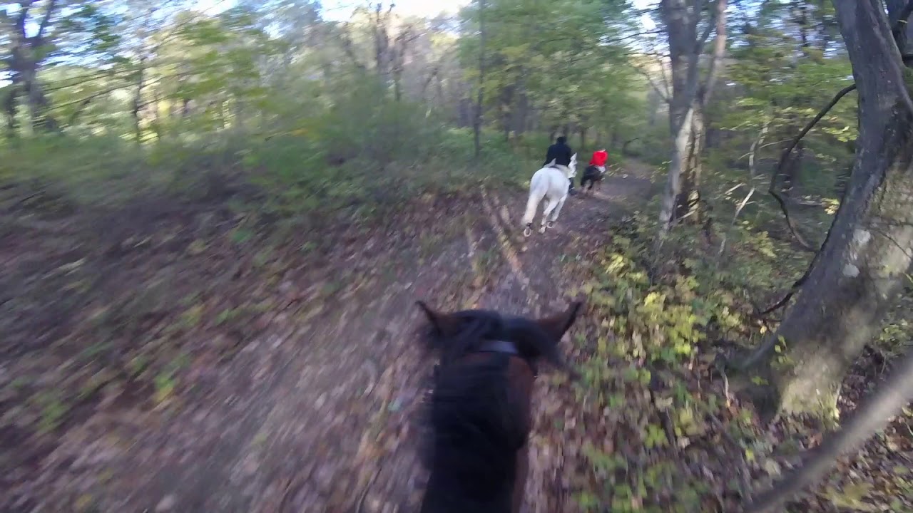 Oct 21, 2018 - Rombout Hunt - Amazing day with multiple views! - YouTube