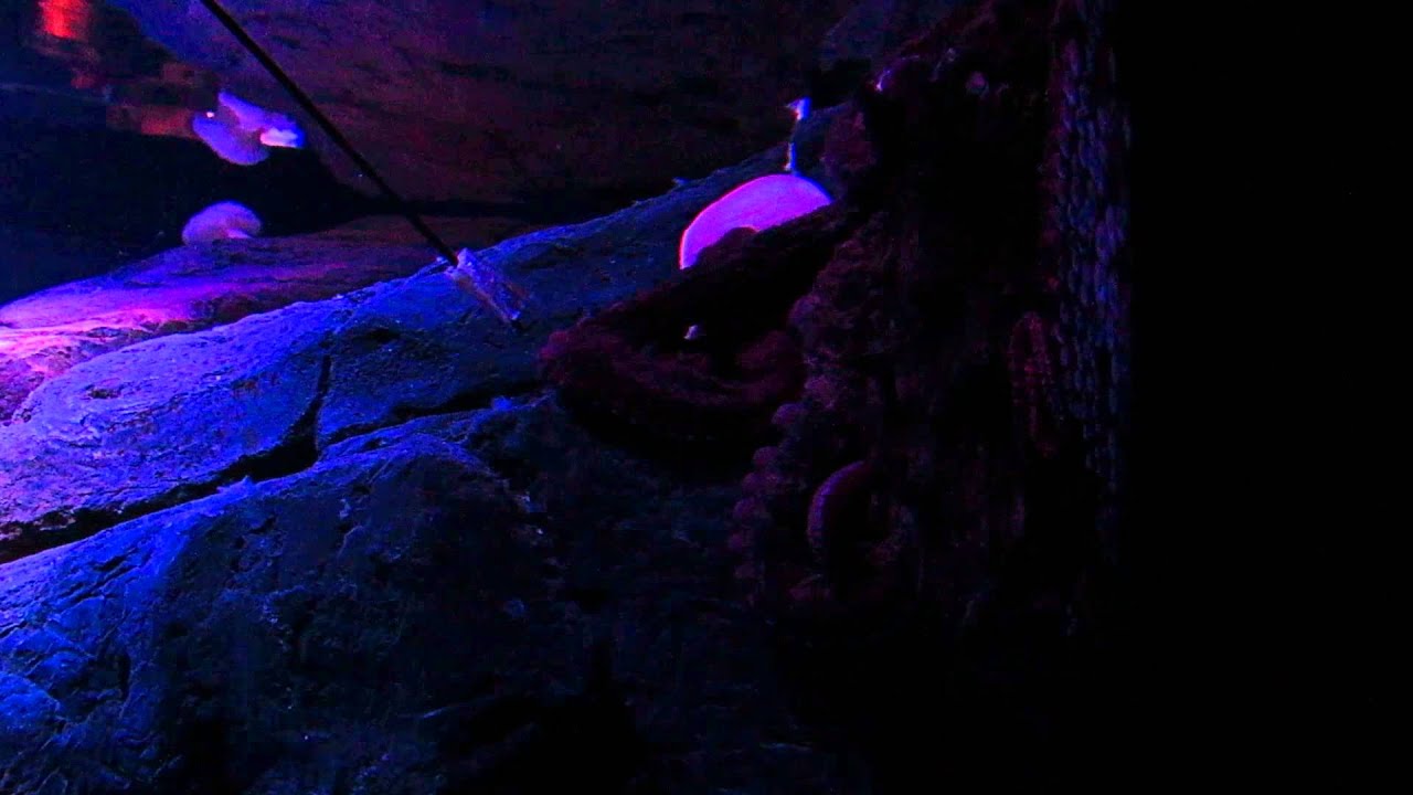Ripley's Aquarium, Toronto - octopus feeding - YouTube