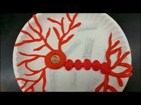Neuron Models - YouTube