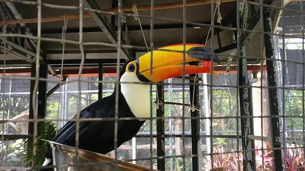 A Toco Taucan feeding at Bird Park, Mumbai - YouTube