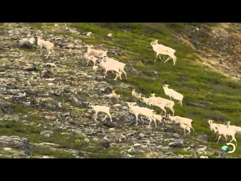 Gray Wolves Hunt Caribou North America - YouTube
