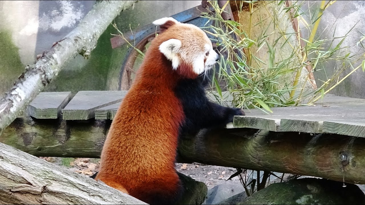 Ouwehands Dierenpark Rode Panda 2022 - YouTube