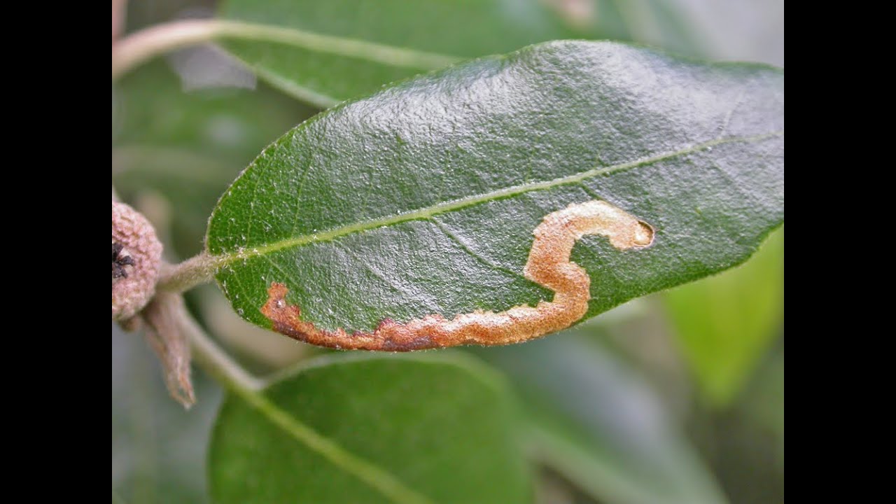 A giant leap for Stigmella suberivora in Nottinghamshire - YouTube