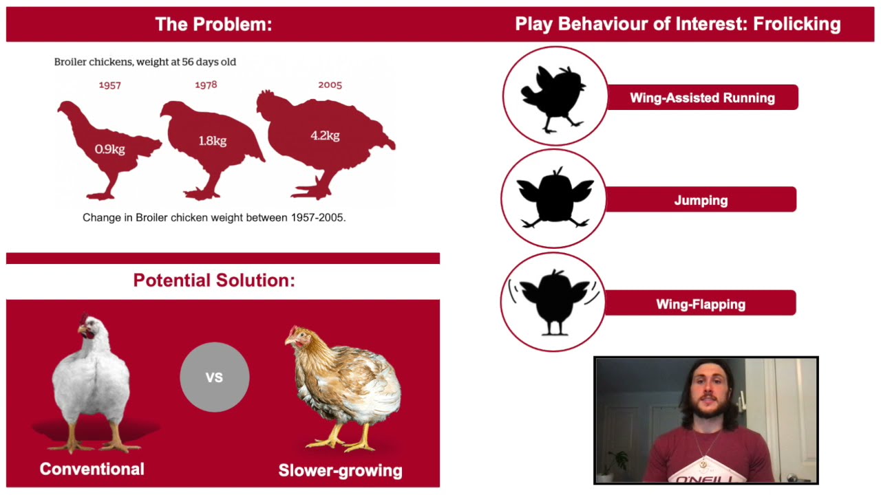 Play differences between fast and slow-growing broilers | L. Zilli ...