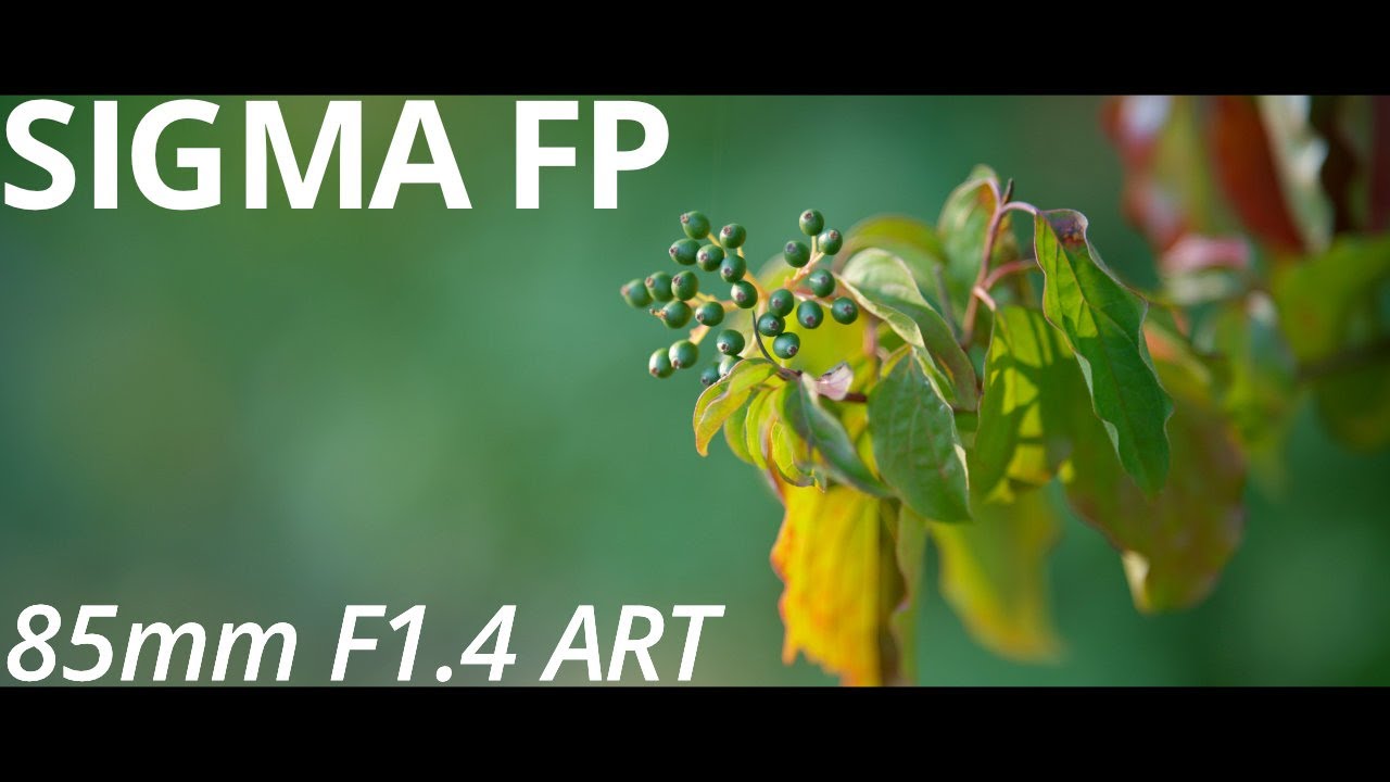 Sigma 85mm F 1.4 ART Nature test sample video with the Sigma FP. - YouTube