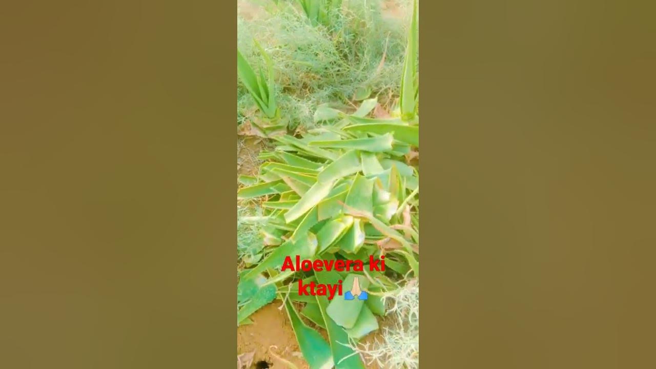 Alovera Ki Ktayi Kese Hoti H YouTube alovera-ki-ktayi-kese-hoti-h-youtube