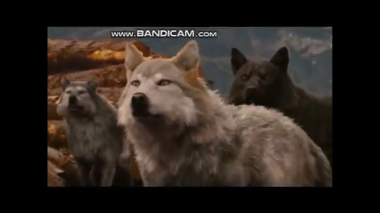 Twilight Wolves「Leah」~ Sexy Get Back ( ͡° ͜ʖ ͡°) - YouTube