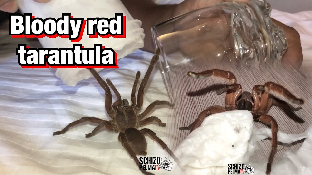 Close encounter with bloody red tarantula - YouTube