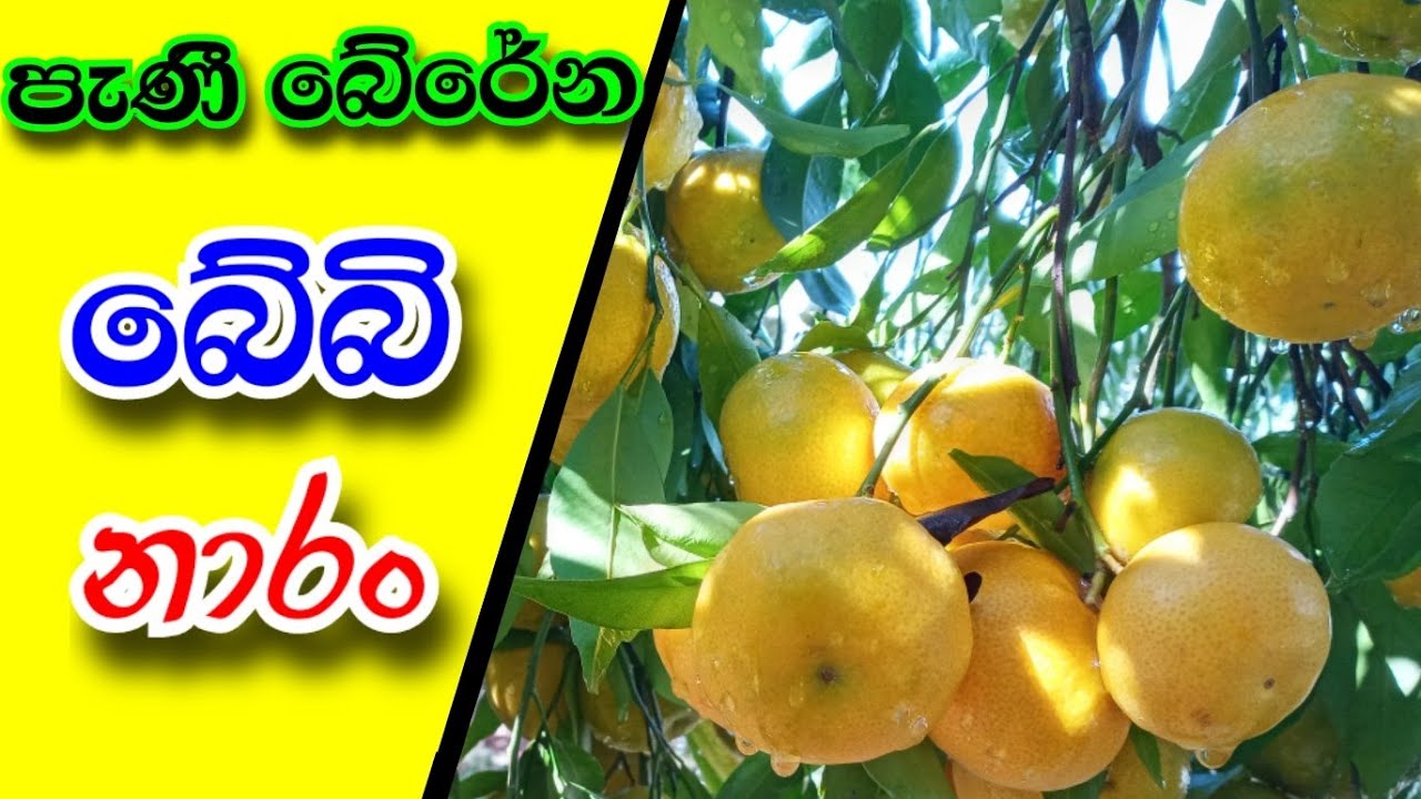Let's grow Baby Naran at home without poison/Sri Lankan Fruits බේබි ...