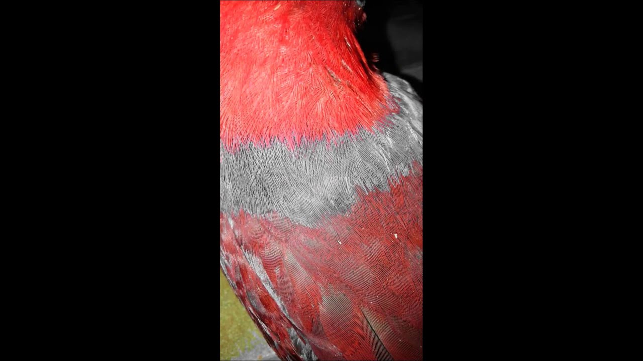 Eclectus femelle rouge et gris mutation de couleur - YouTube