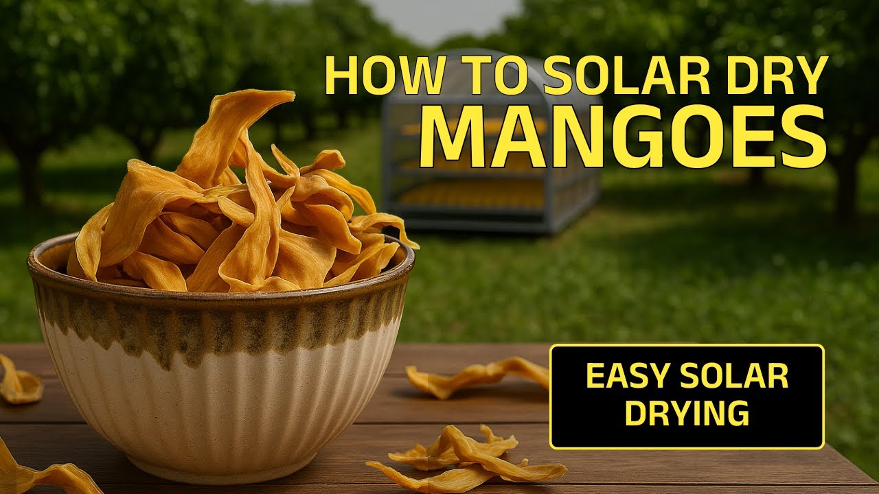 How to preserve mango with the help of solar dryer | Easy Process ...