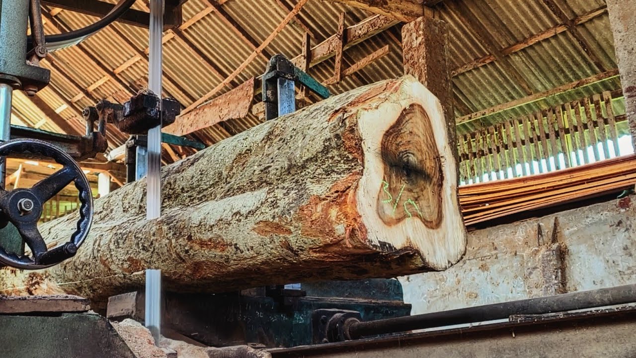 The treasure hidden inside this tree trunk - YouTube