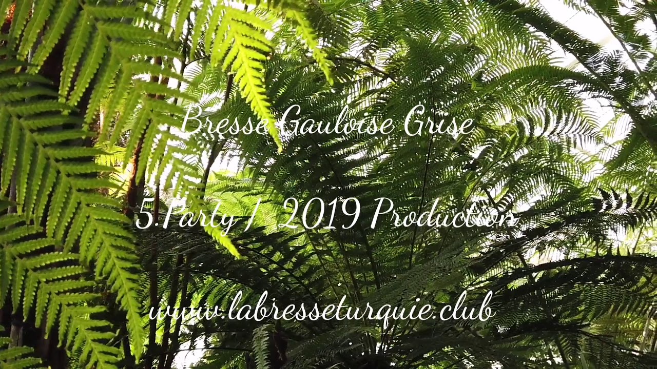 Bresse Gauloise Grise - YouTube