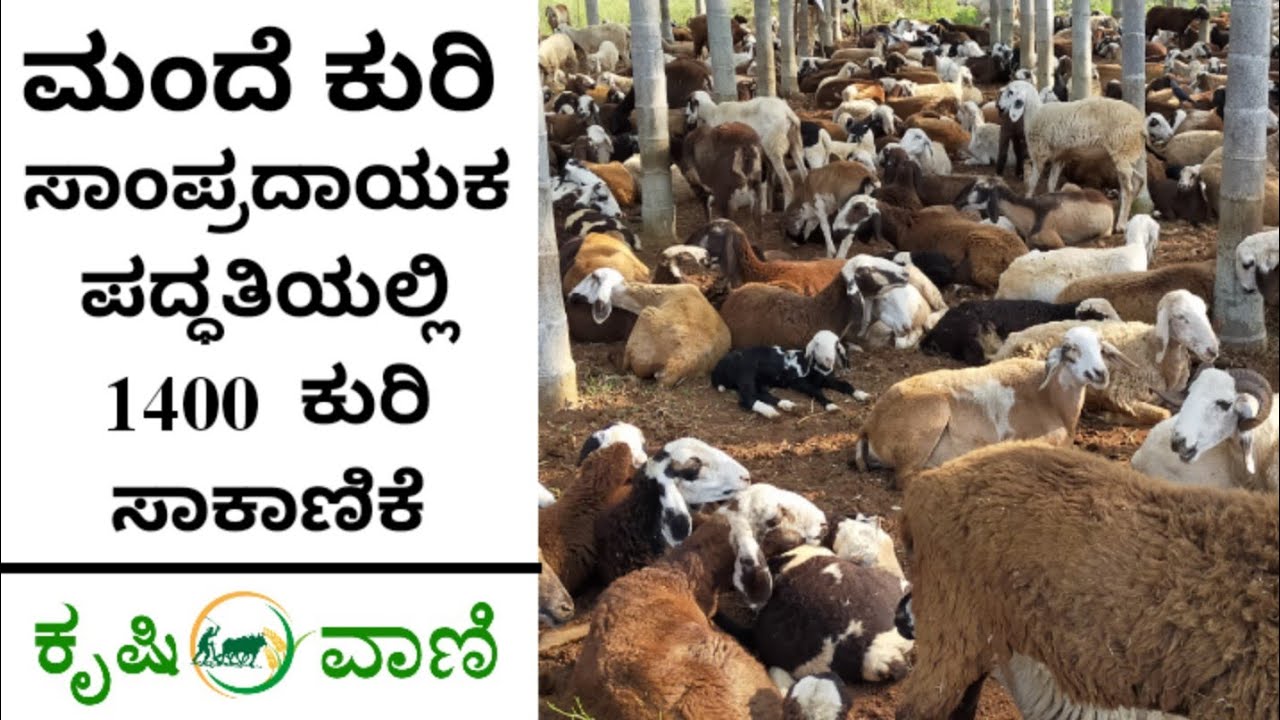 ಸಾಂಪ್ರದಾಯಕ ಪದ್ಧತಿಯಲ್ಲಿ 1400 ಕುರಿ ಸಾಕಾಣಿಕೆ | ಮಂದೆ ಕುರಿ | Traditional ...