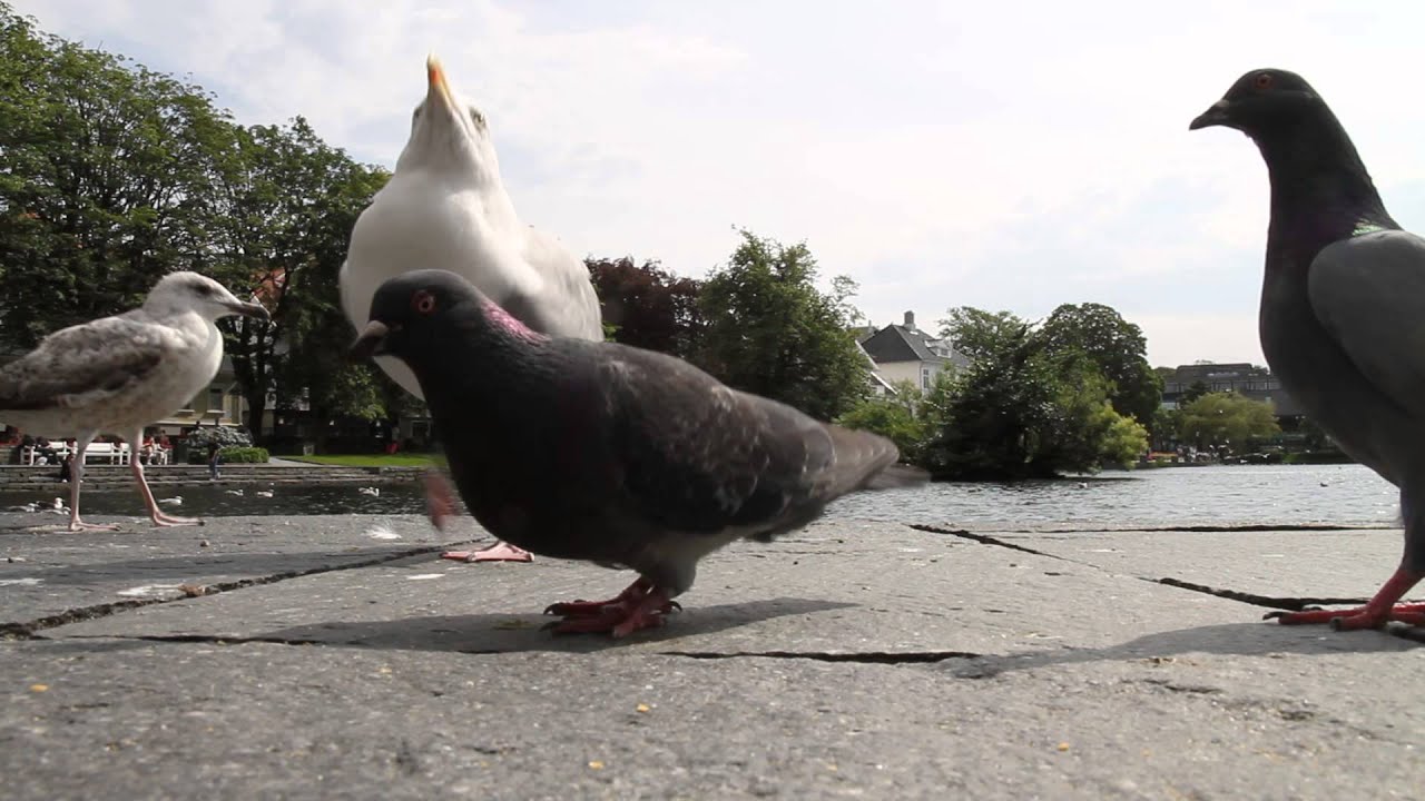 Birds in Stavanger - YouTube