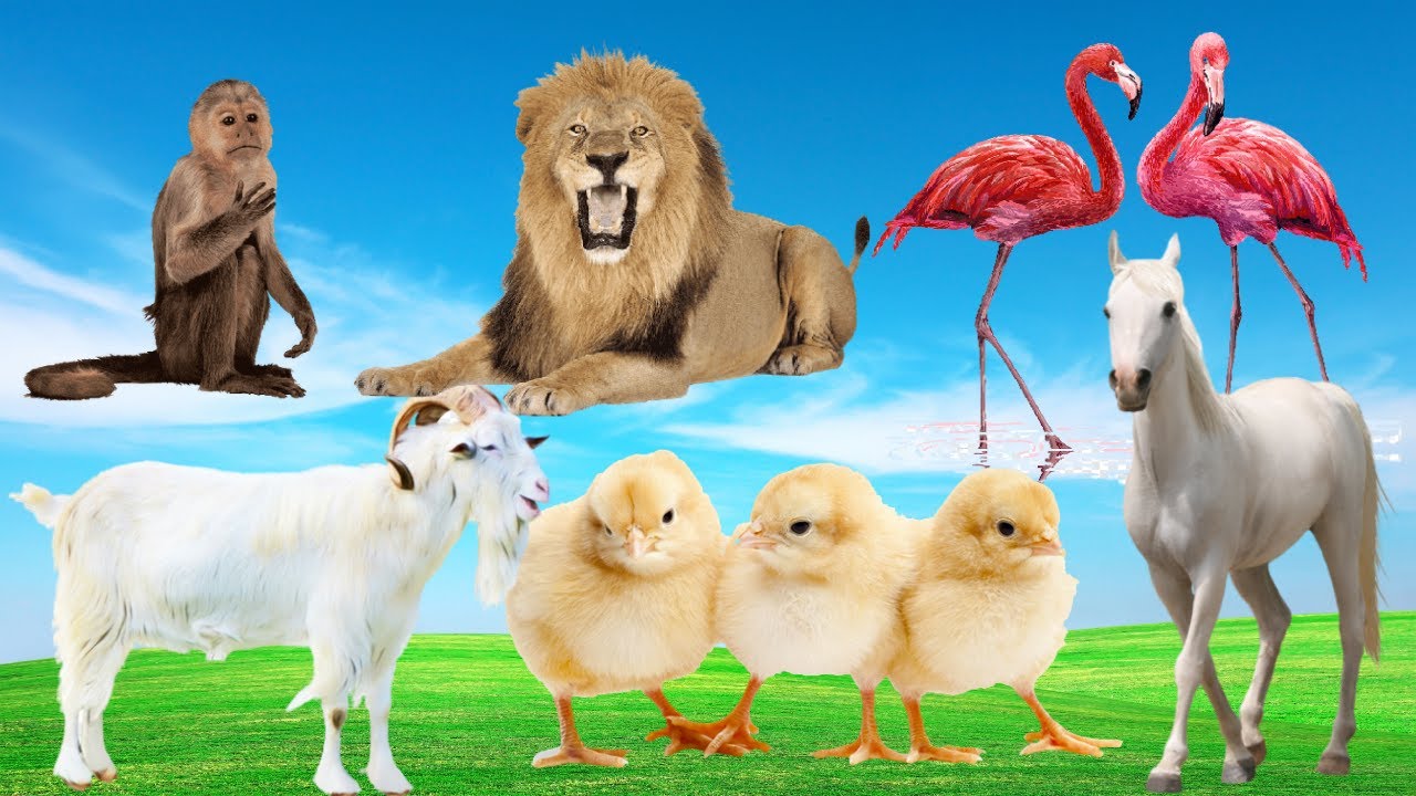 learn about the animal world of iguanas, flamingos, monkeys, goats ...