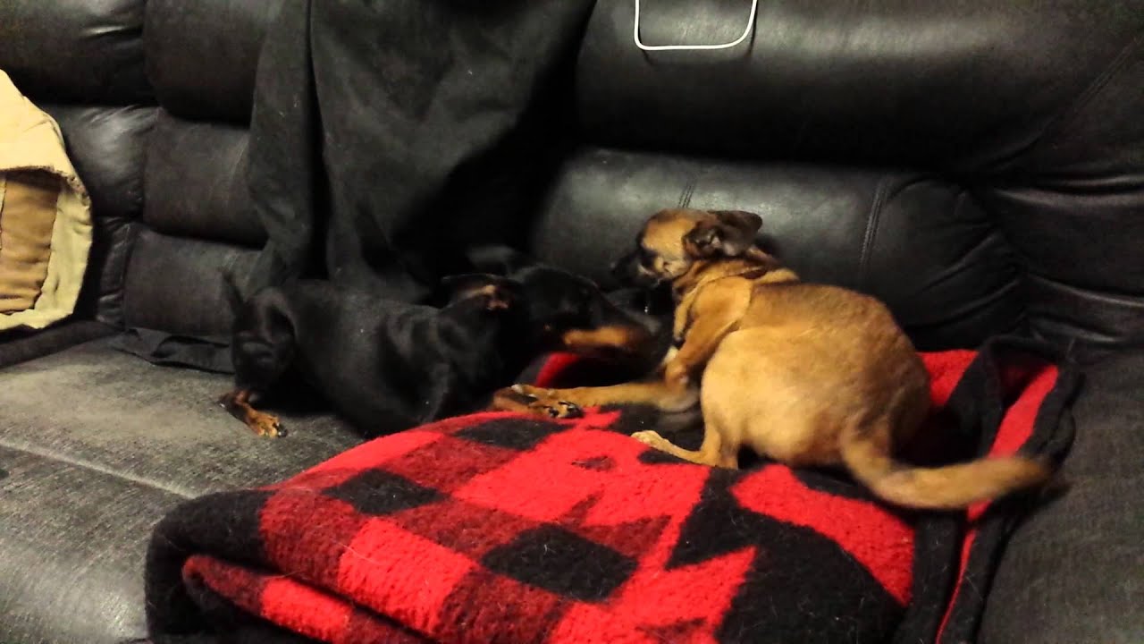Safe Haven Maddie and Rush couch playing - YouTube