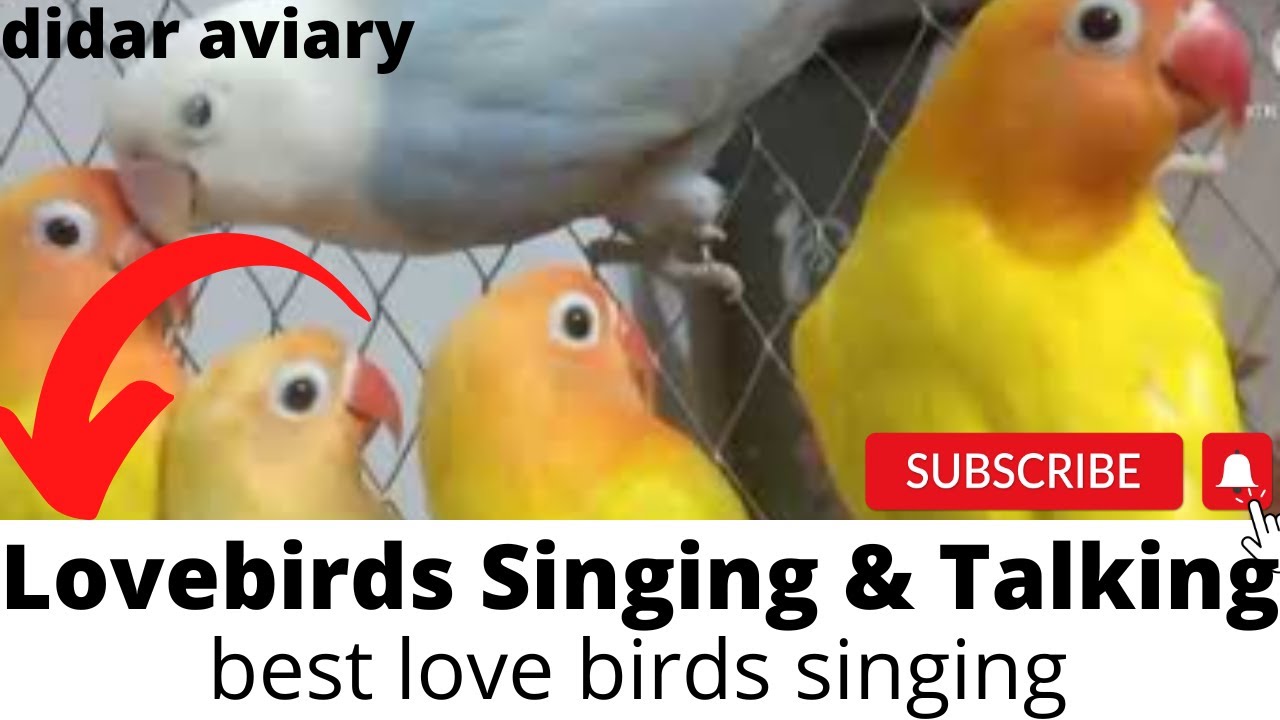 lovebirds singing & chirping sounds: perblue | birds sounds | lovebirds make happy sounds - YouTube