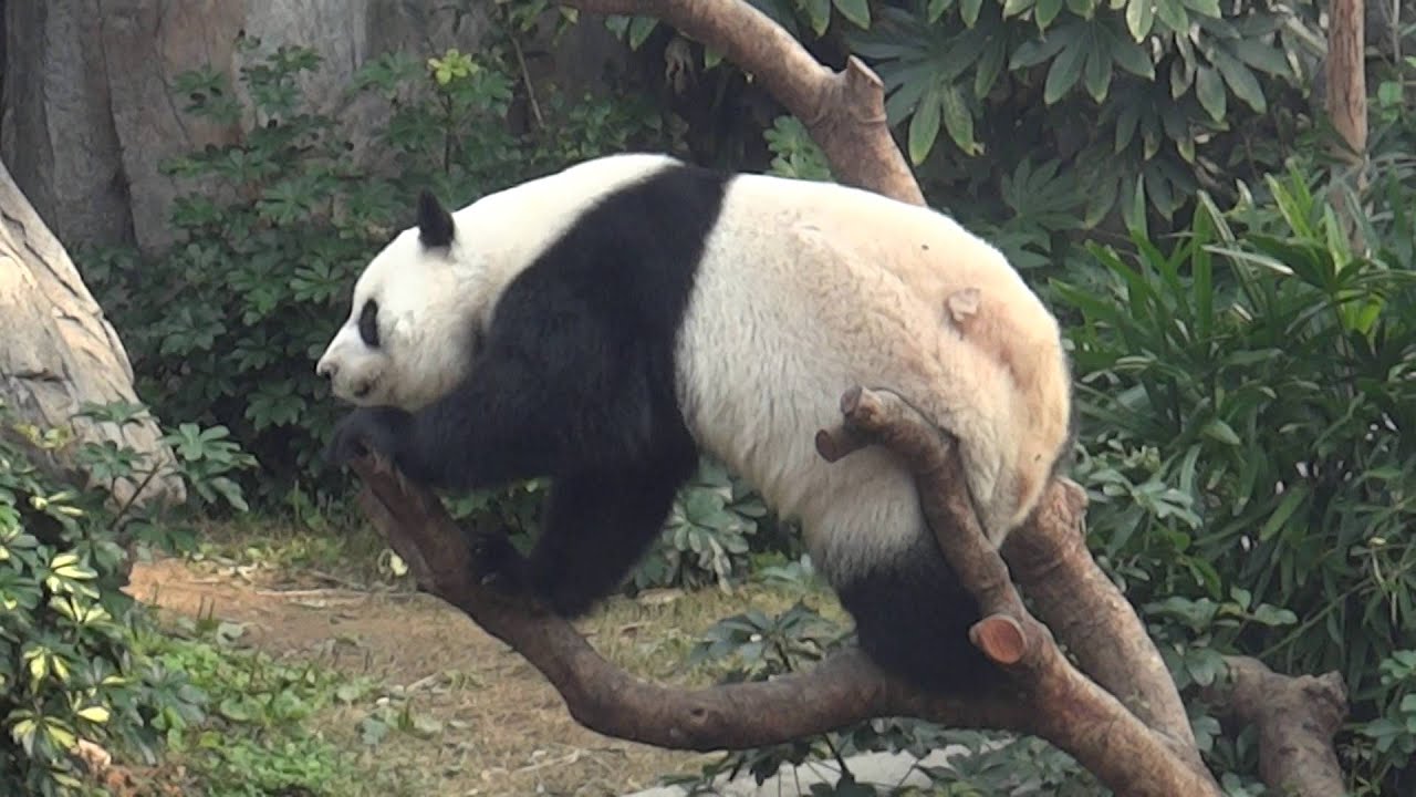 Itchy Panda - YouTube