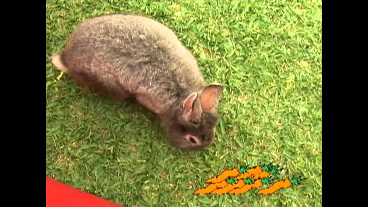Saltando los conejitos - YouTube