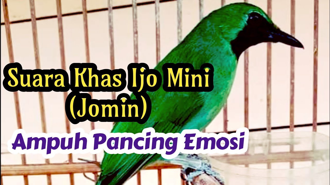 Suara Khas Burug Ijo Mini ( Jomin) by hs15 - YouTube
