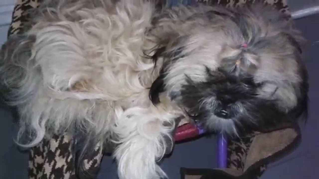 Dog with 'The Gulps' after 1 antacid. - YouTube