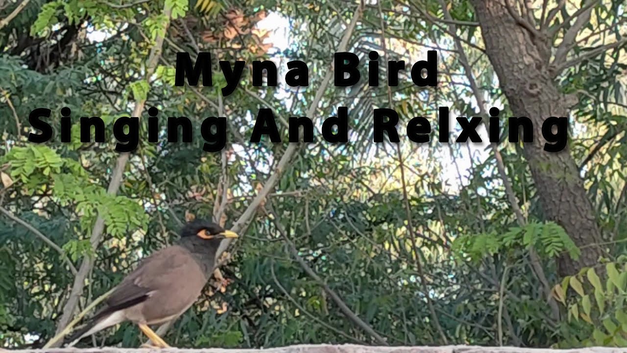 Maina ka awaaz | myna bird singing | myna bird sound | Amazing Talking ...