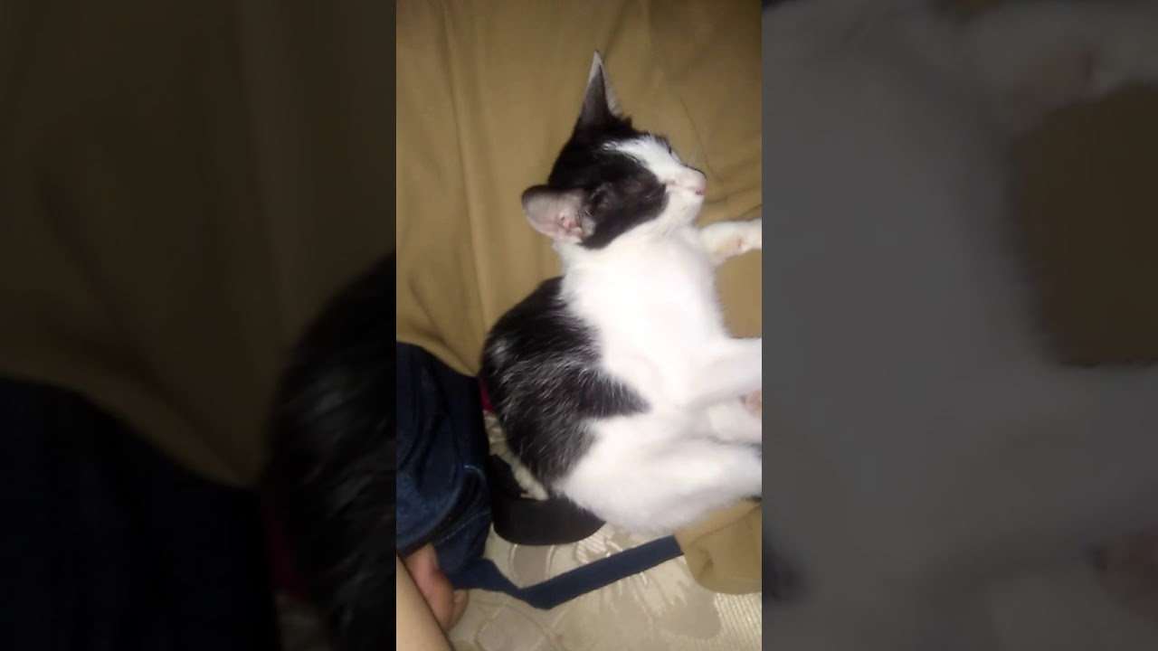 Kucing enak tidur malah digangguin pemiliknya - YouTube