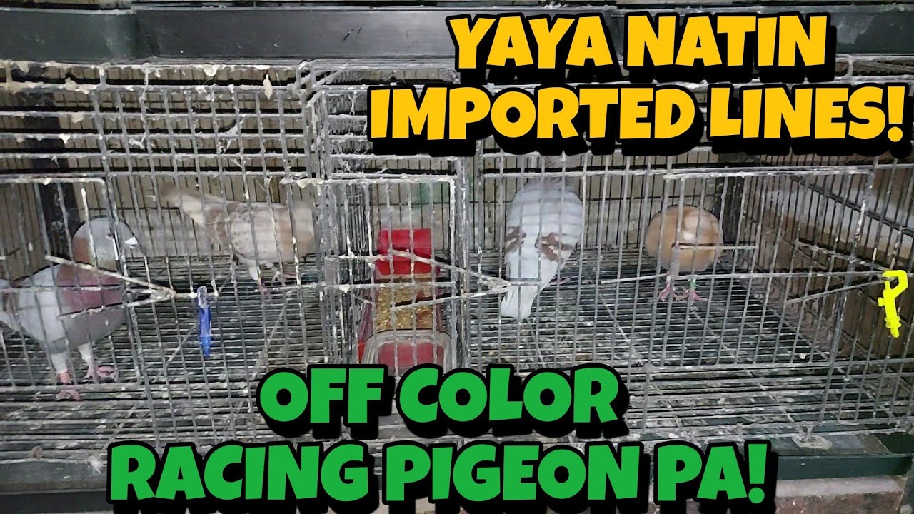 OFF COLOR PIGEONS! YAYA NATIN SA ALFONS COLLECTION! 2ND AND THIRD BATCH ...