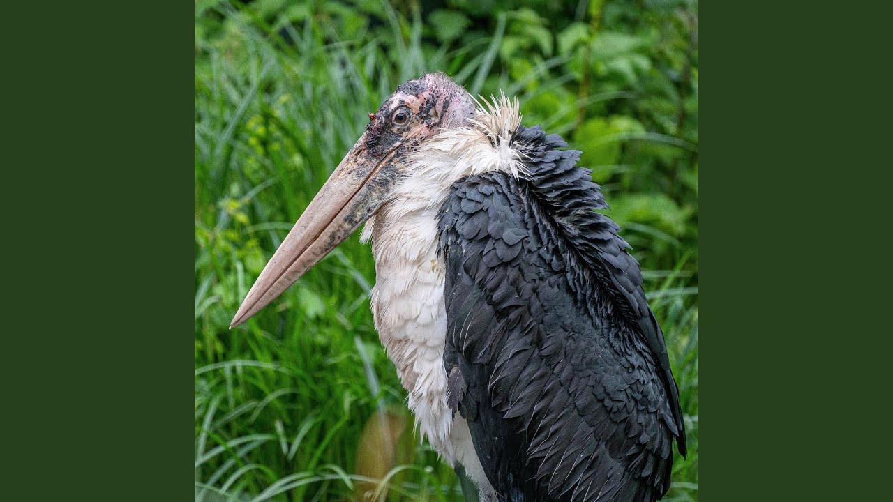 Jordan Poop Fart (Please Don't Start) Song - YouTube