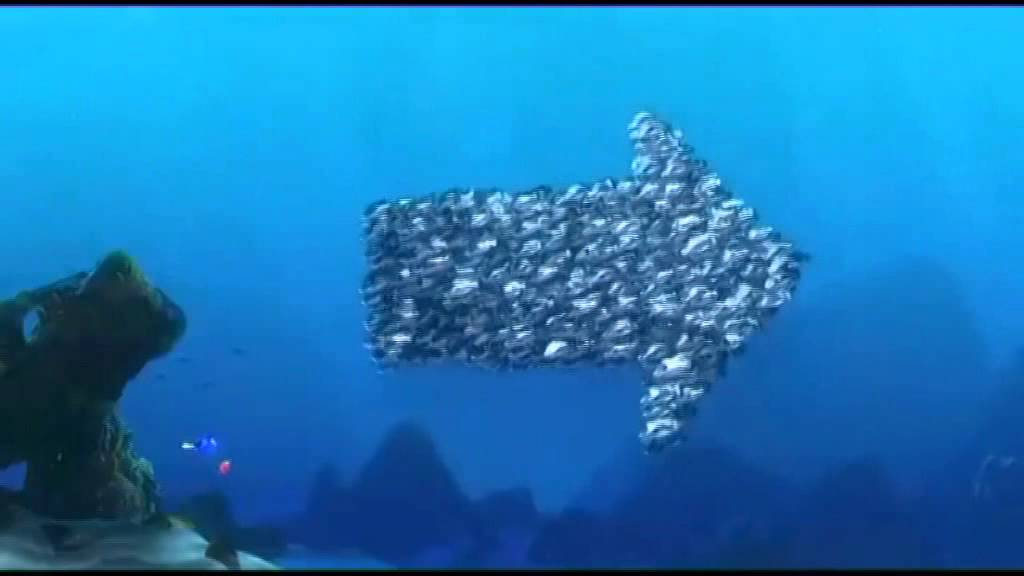 [Movie Clip] Finding Nemo - YouTube