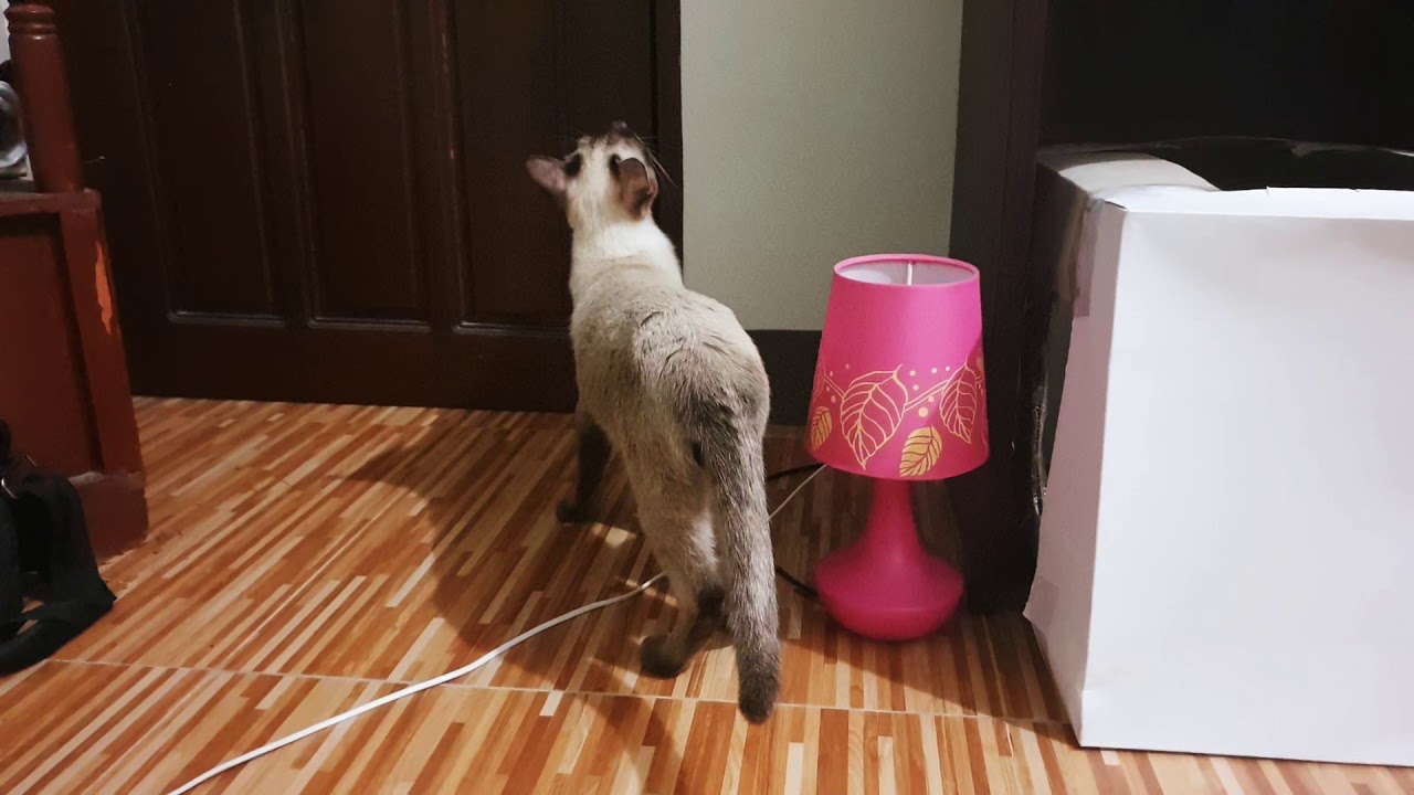 What happens when two of my cats gets separated for a while? - YouTube