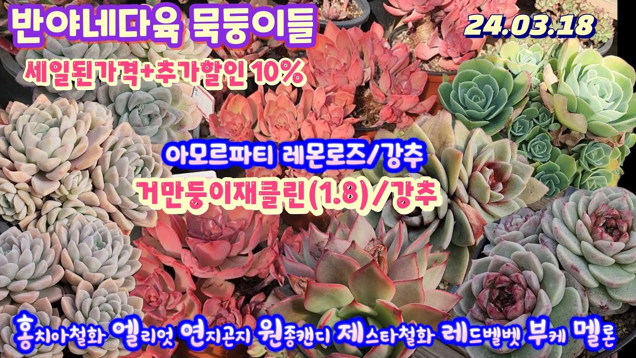 반야네다육3달달묵은 퓨어러브2포트5천세일가추가10 할인착하게 품어보세요레몬로즈원종캔디제스타철화엘리엇레드노블