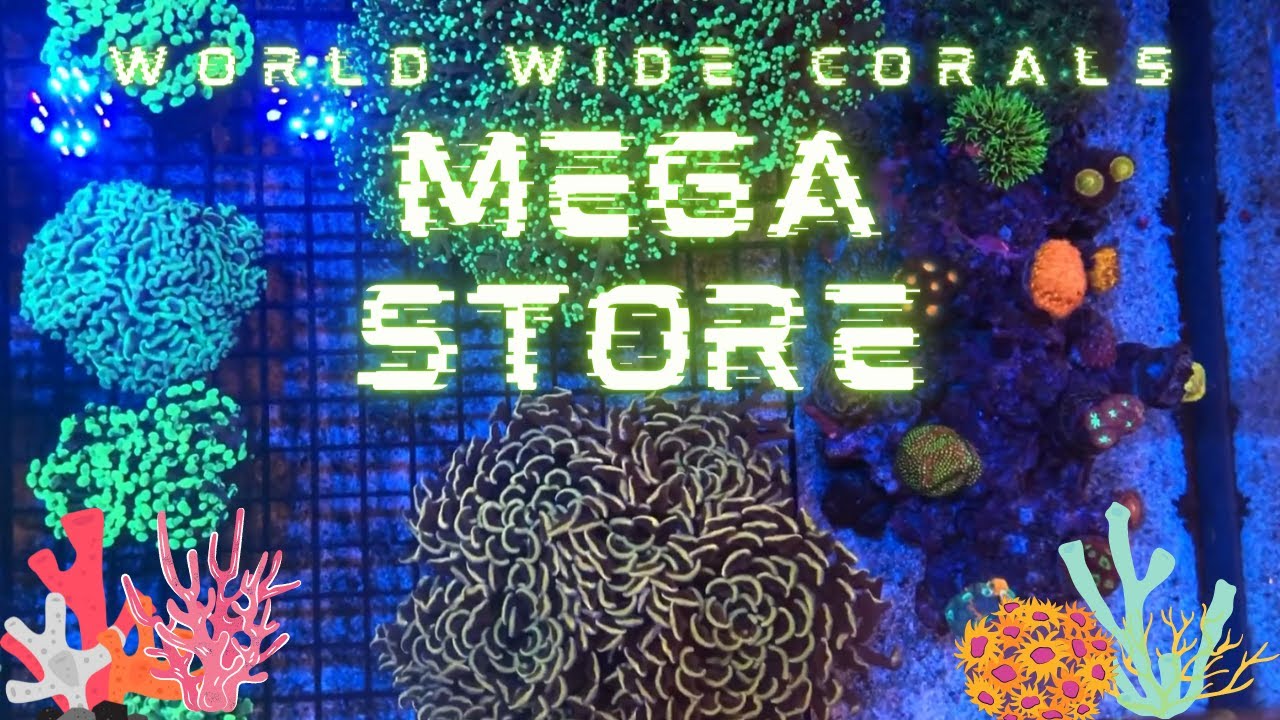 visiting the world wide corals mega store at Orlando Florida. - YouTube