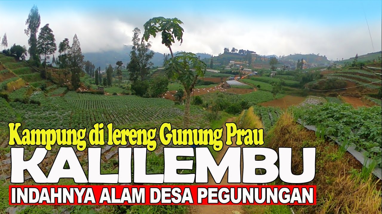 DAMAINYA SUASANA DESA DI DIENG! INDAH PEMANDANGAN ALAM DESA DI ...