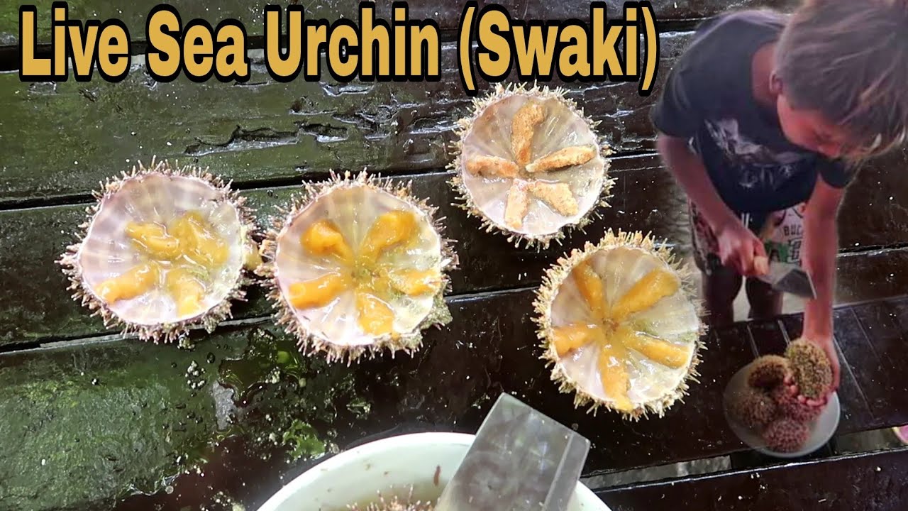 Boy Selling fresh Sea Urchin|Swaki-Filipino Street Food - YouTube
