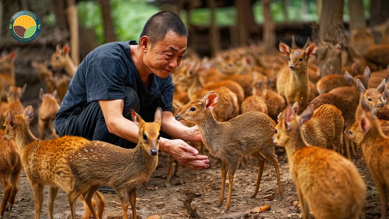 How Farmers Raise Millions Tiny Deer - Asia’s Mouse Deer Farming This ...