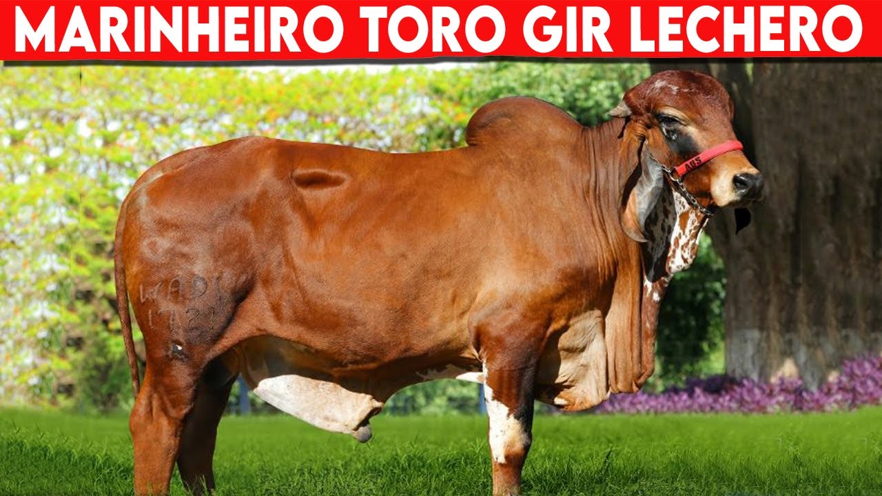 🔴 Gir Lechero Toro Marinheiro Los Mejores TOROS GYR // GADO GIR LEITERO ...