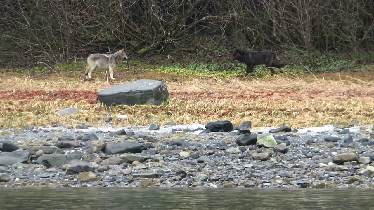 Wolves at Play - YouTube