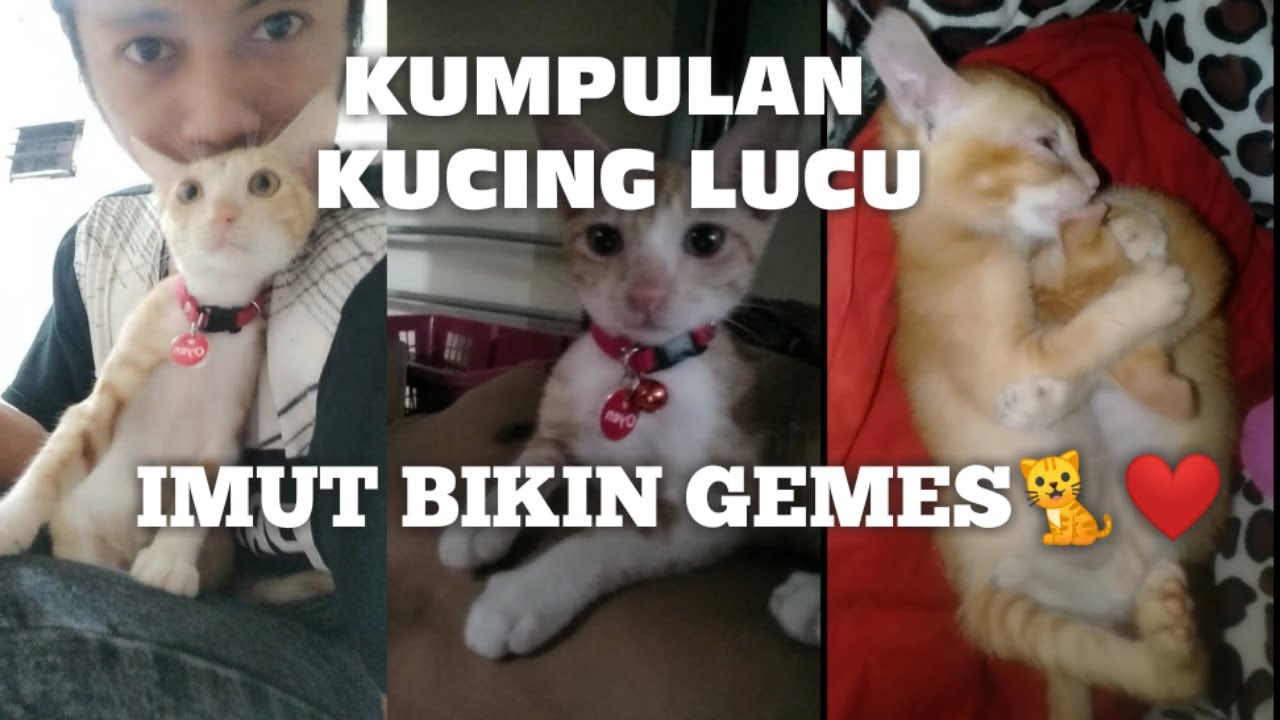 KUMPULAN KUCING LUCU IMUT BIKIN GEMES DAN KASIH MAKAN KUCING - YouTube