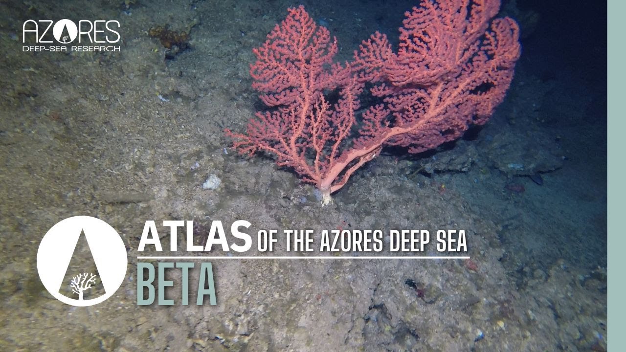 Beta Seamount | ATLAS of the Azores deep sea - YouTube