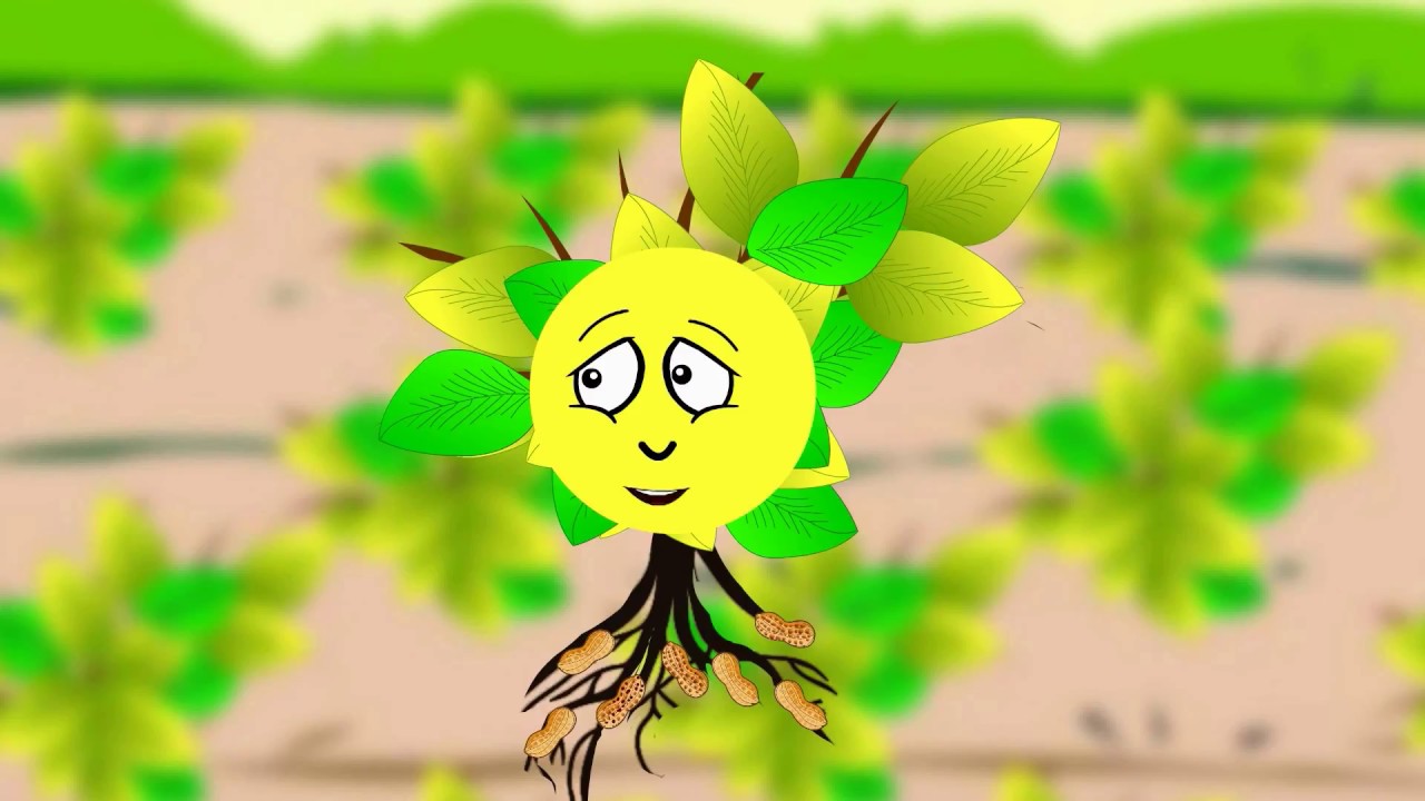 2d animated fertiliser video| best fertiliser video| best fertiliser ...