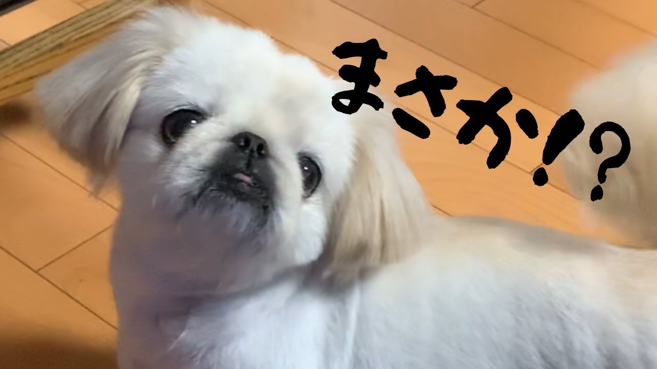 ペキニーズが自分の声に激怒する。My Pekingese gets angry with her own voice. - YouTube