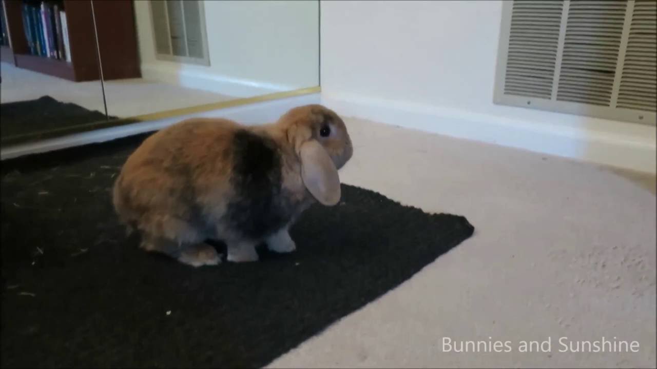 Bunny binkies and nose bonks! - YouTube