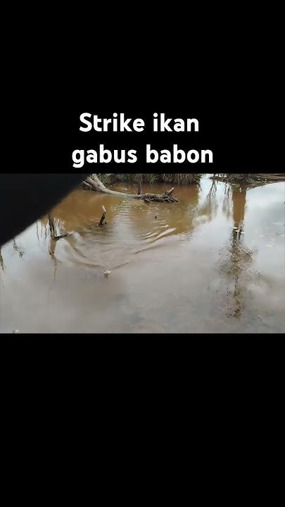Ikan Ganas ‼️ Umpan baru jatuh langsung di sambar. - YouTube