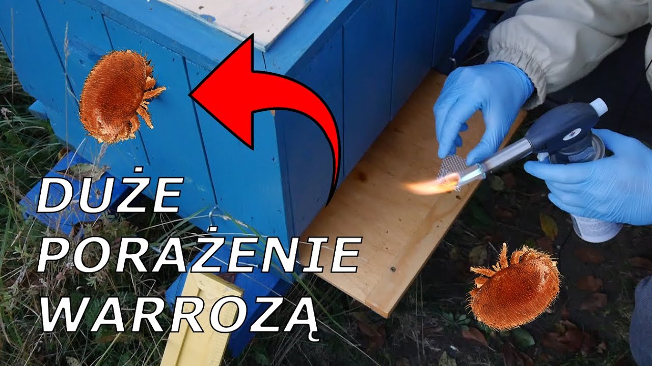 Walka z warrozą - odymianie pszczół Apiwarolem - YouTube