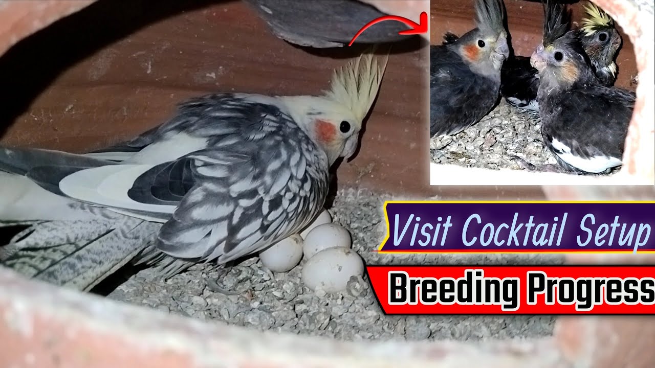 Cocktail Setup Breeding progress || Birds Breeder In Uttar Pradesh ...